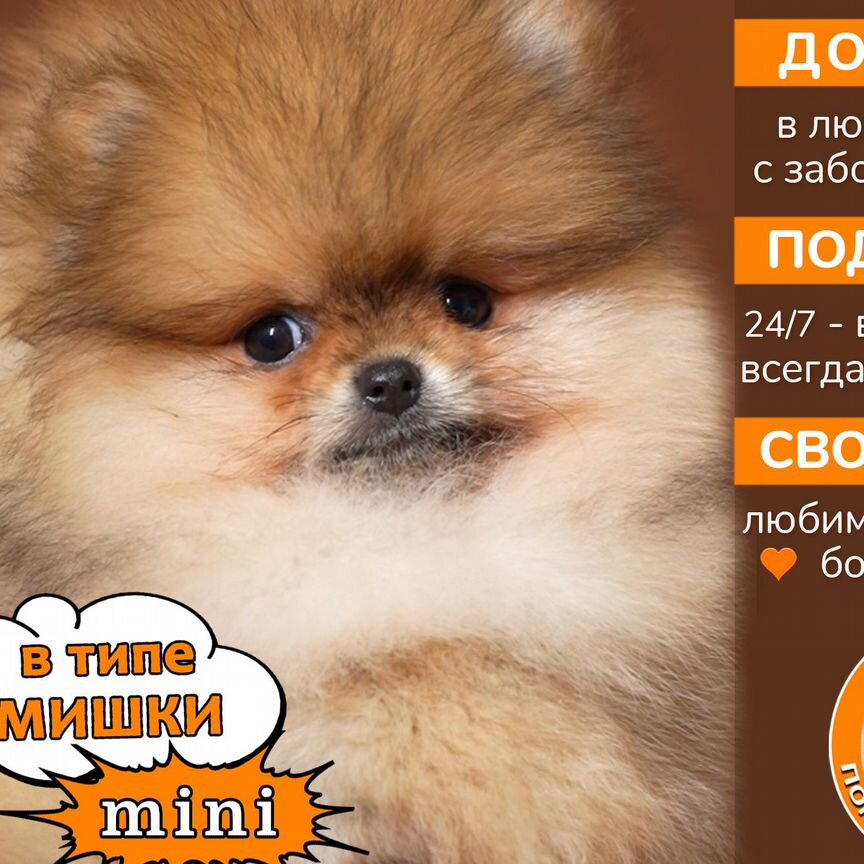 Померанский шпиц, щенок