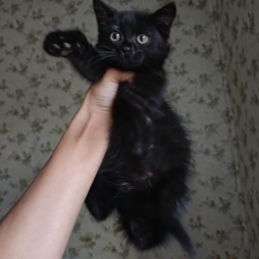 Черный котенок девочка