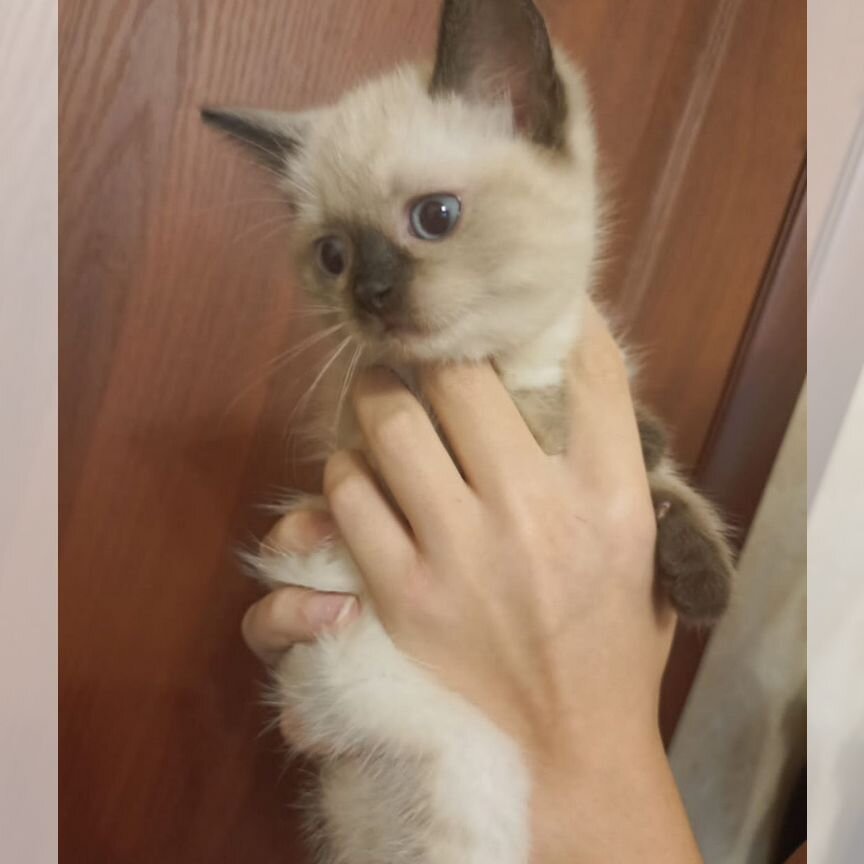 Котята