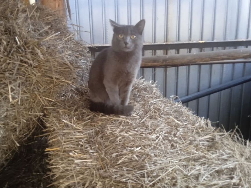 Отдам котика в добрые руки