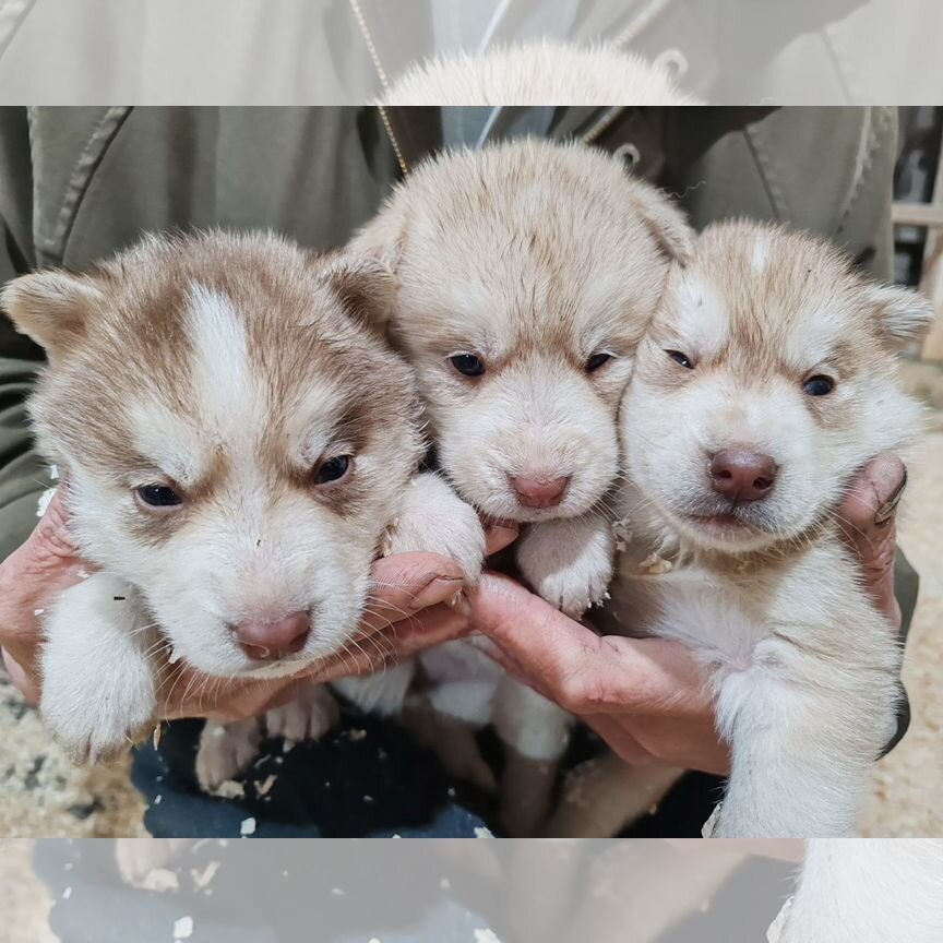 Сибирский хаски, щенок