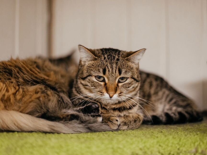 Кошка Лора ищет дом