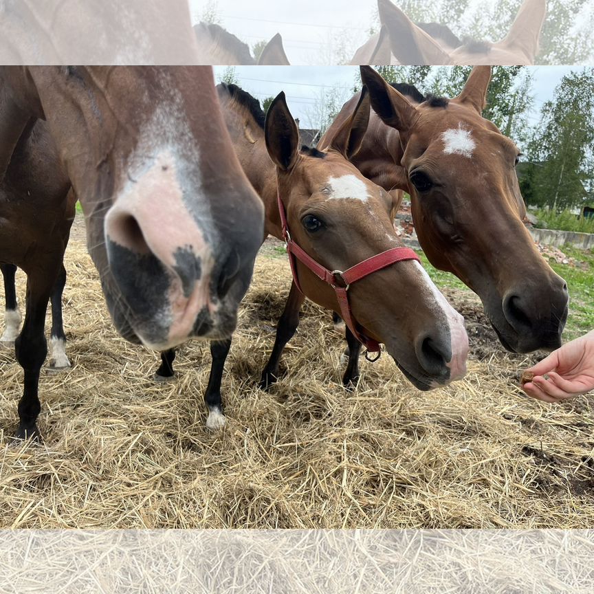 Лошадиный приют