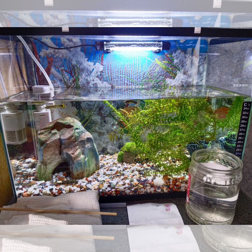 Аквариум с рыбками