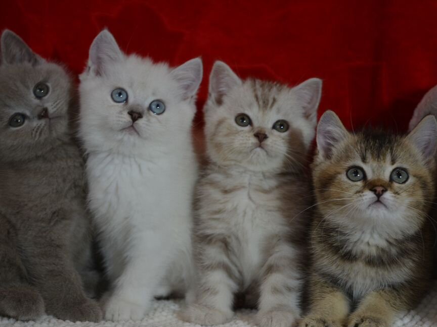 Красивые британские котята