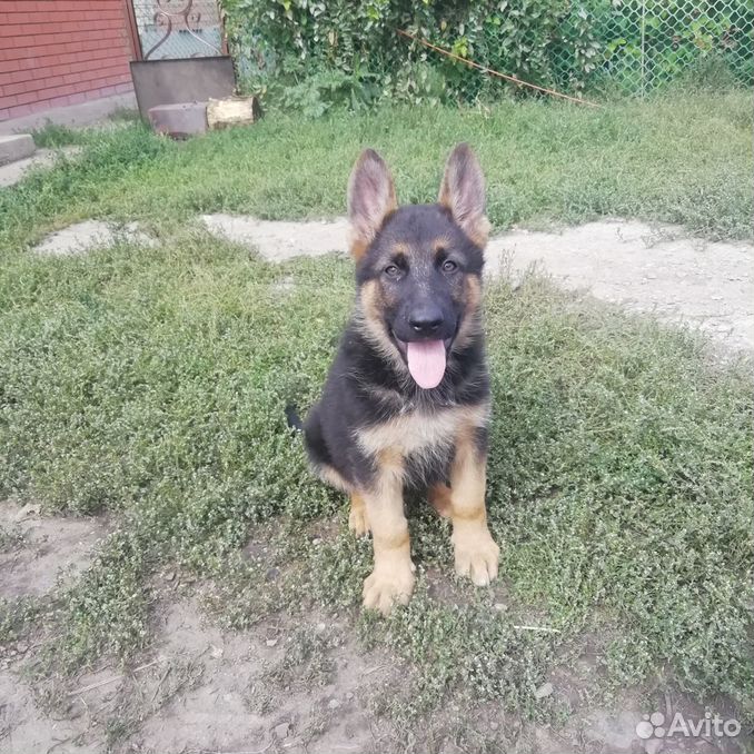 Продается щенок немецкой овчарки кобель