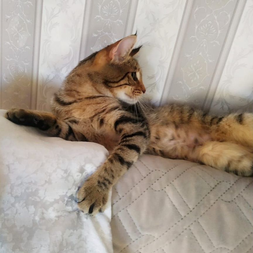 Кошка породы мейн-кун