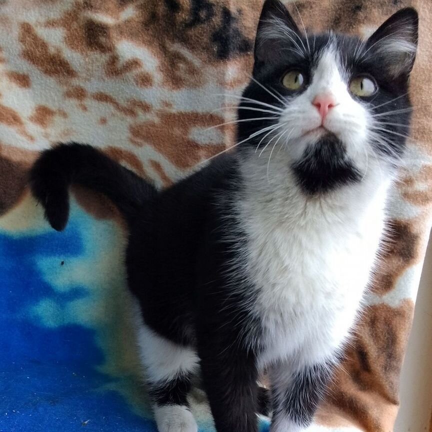 Шурочка ищет семью