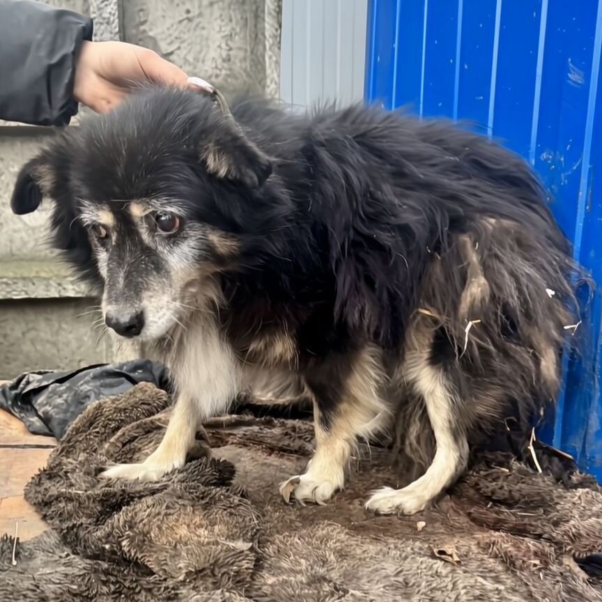 Взрослая собака в добрые руки