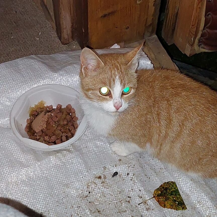 Кошечка на холоде