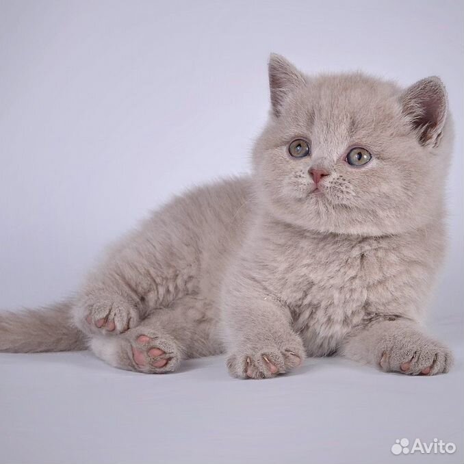 Сиреневый плюшевый котик