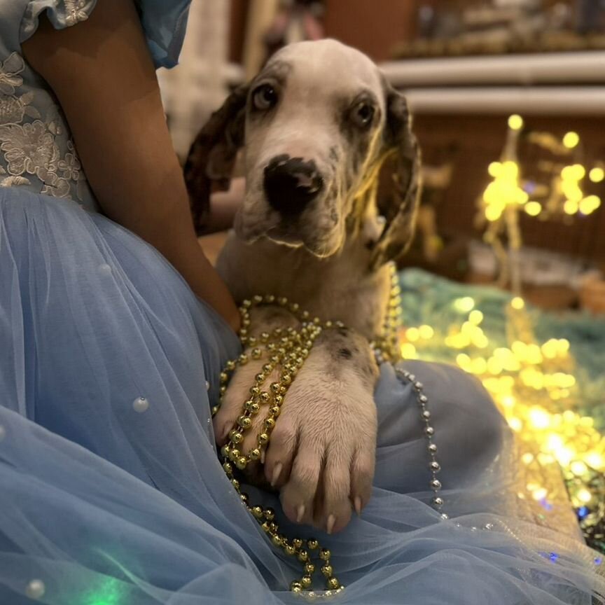 Красавец Алтай