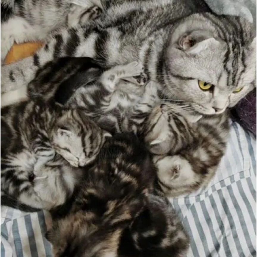 Шотландские котята