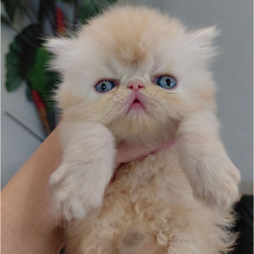 Персидский котёнок