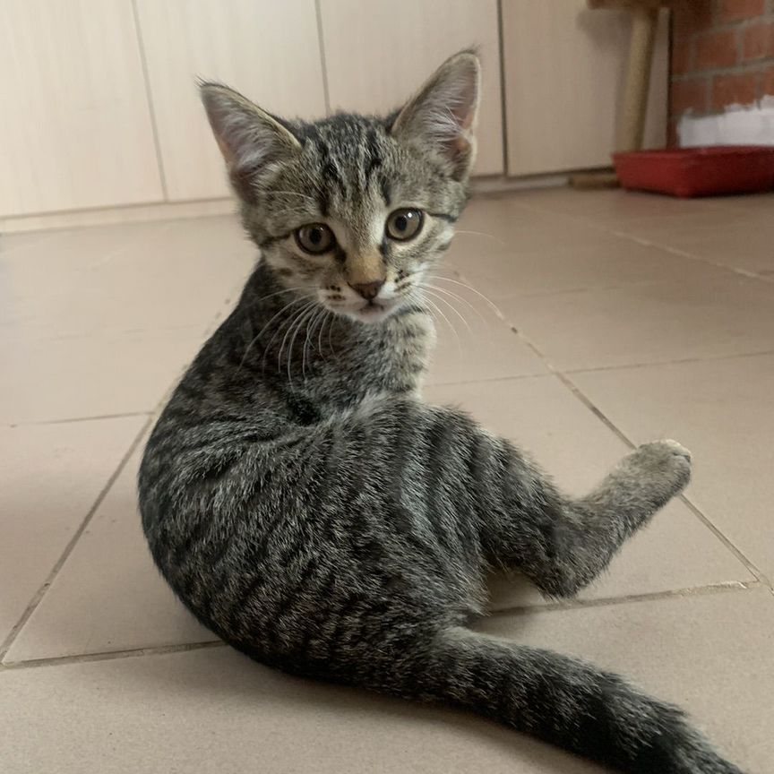 Котенонок в добрые руки