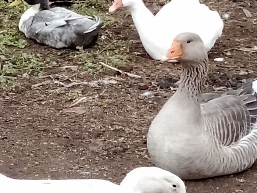 Пух гусиный