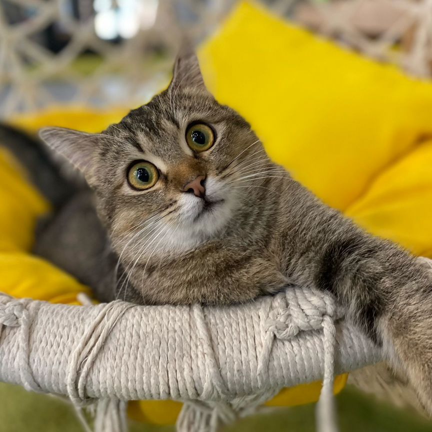 Кот Элвин в добрые руки