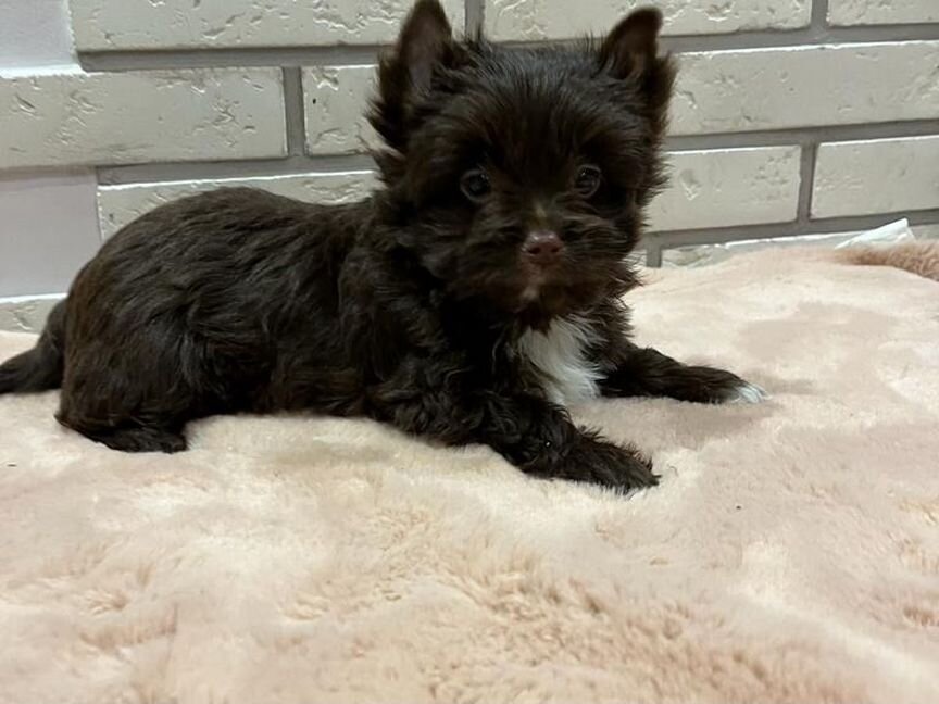 Йоркширский терьер шоколадный без подпала