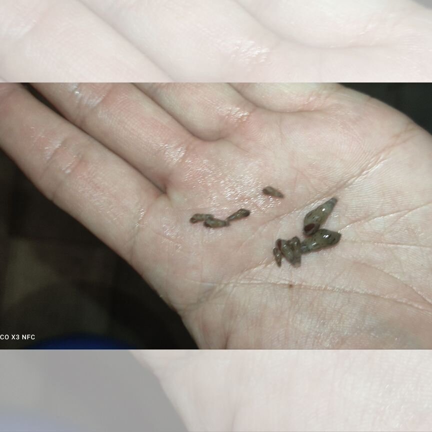 Улиточки мелании