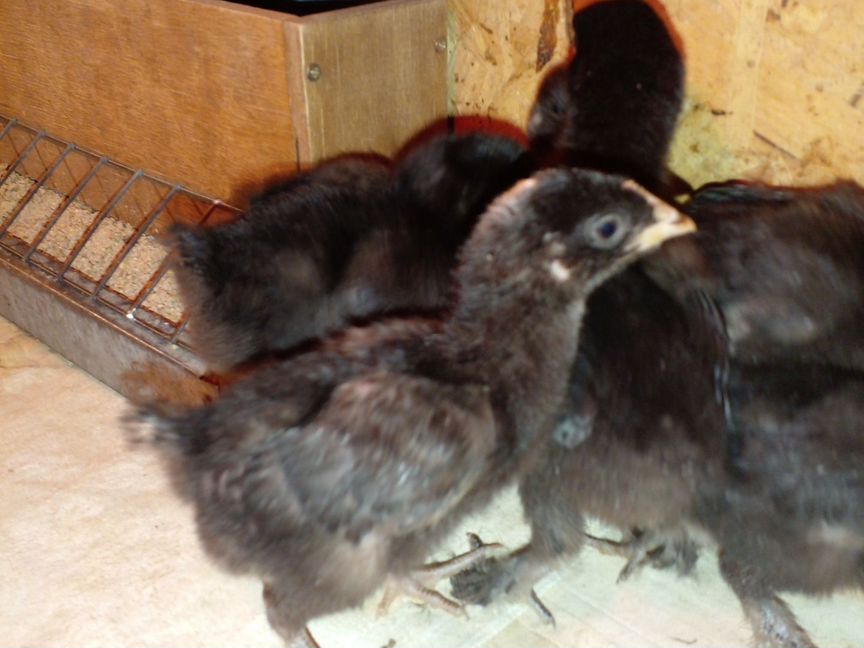 Цыплята Мараны