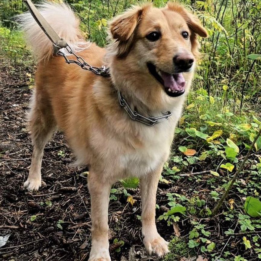 Взрослая собака в добрые руки