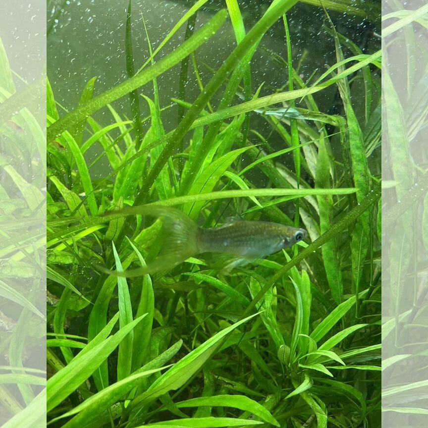 Рыбки гуппи