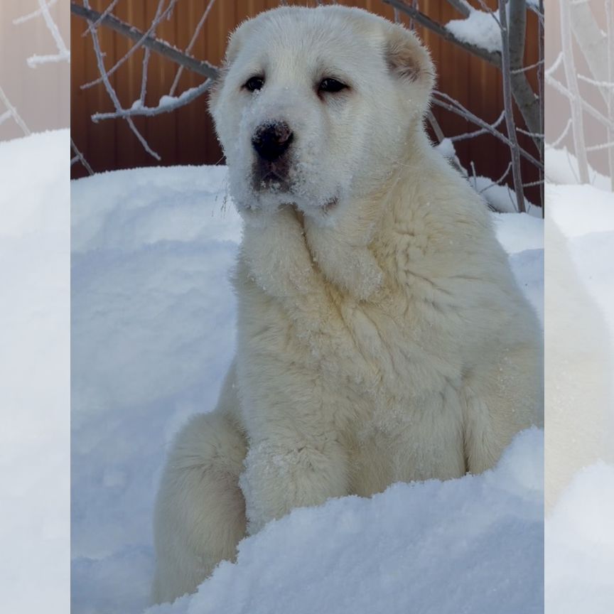 Среднеазиатская овчарка, щенок