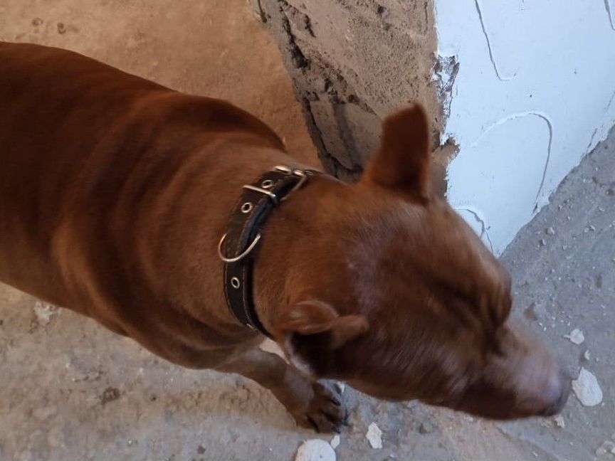 Собака, потеряшка, стафф. Ищем хозяина