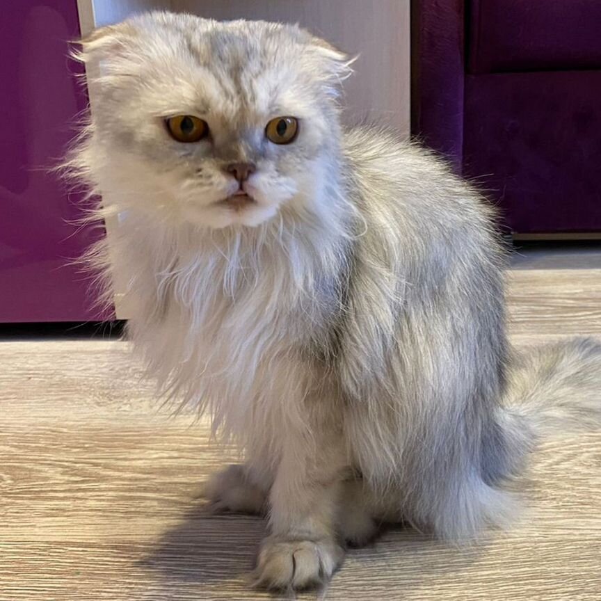 Шотландская вислоухая кошечка