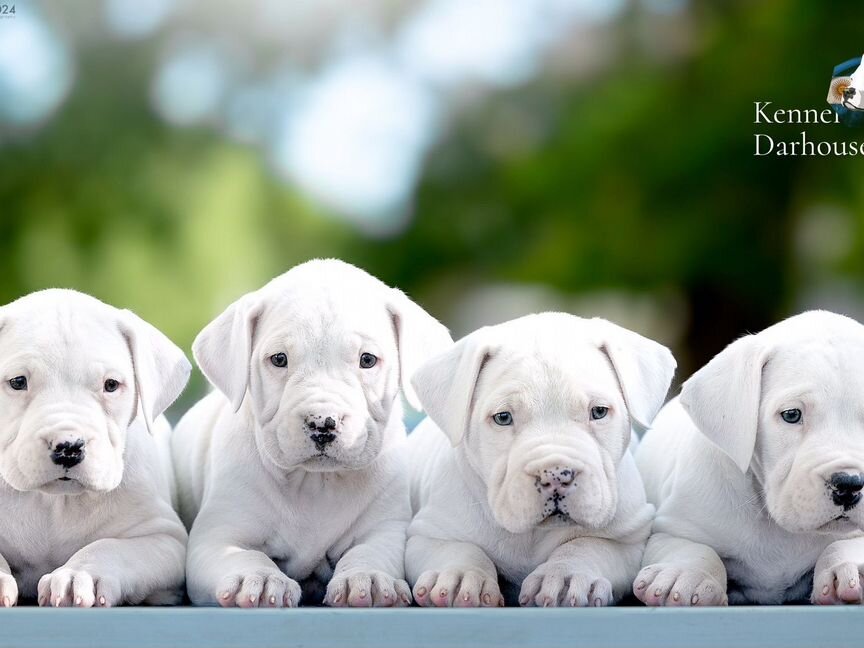 Аргентинский дог