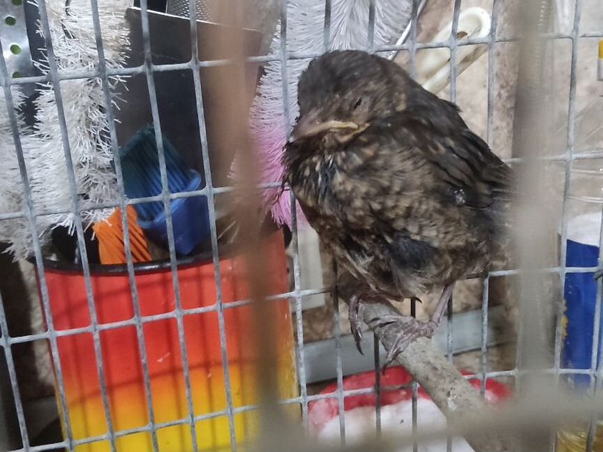 Птенец дрозда в добрые руки