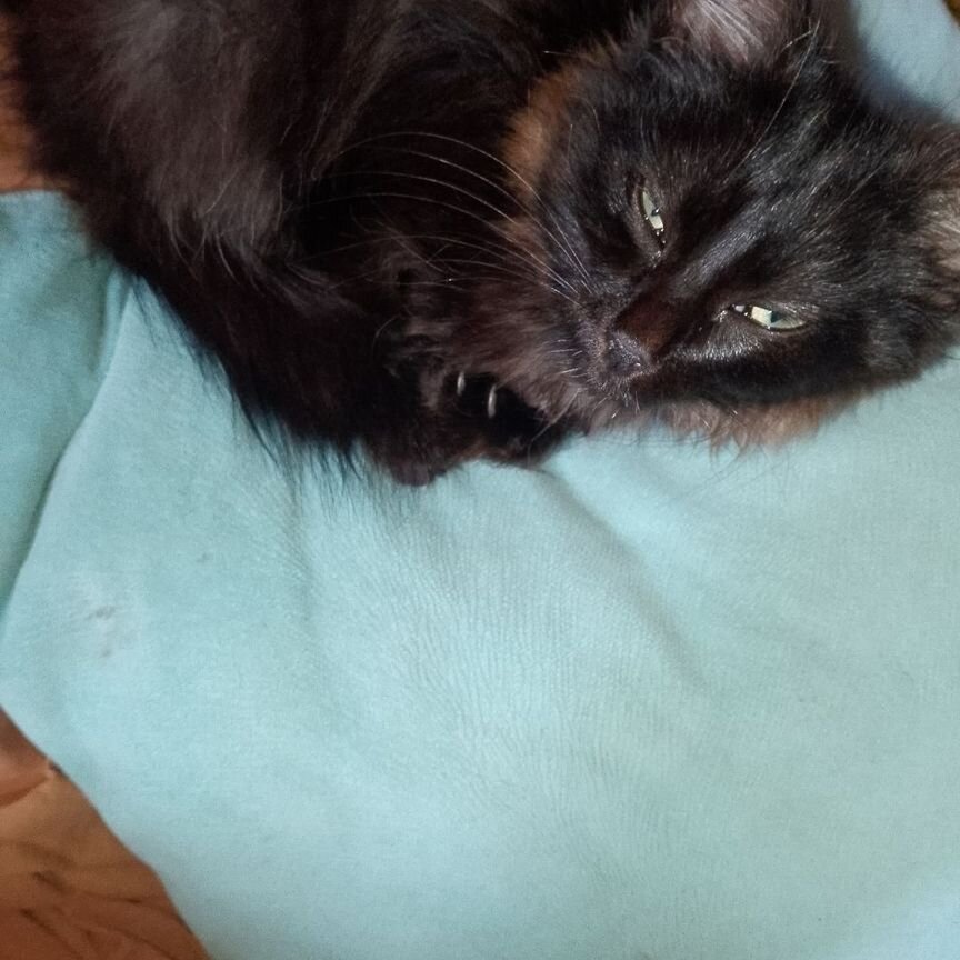 Отдам в добрые руки бесплатно