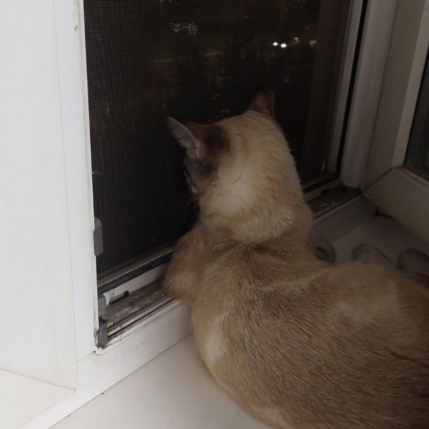 Случка/вязка