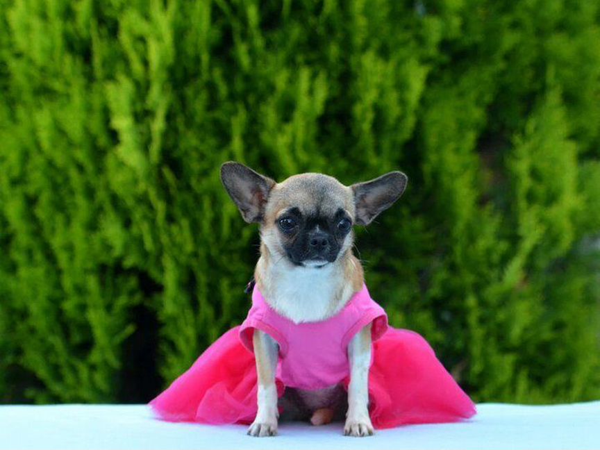 Девочка Чихуахуа рыжая