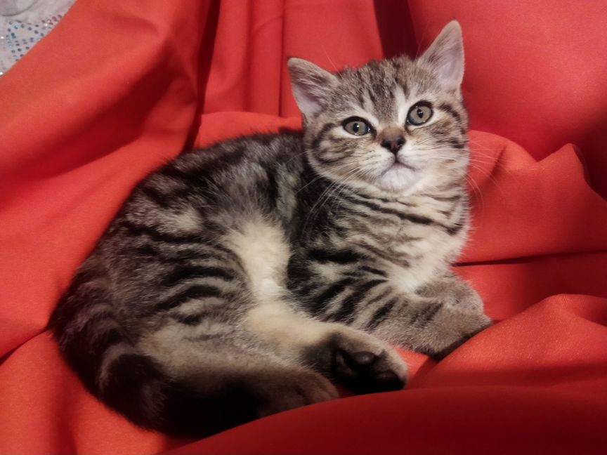 Шотландские вислоухие котята