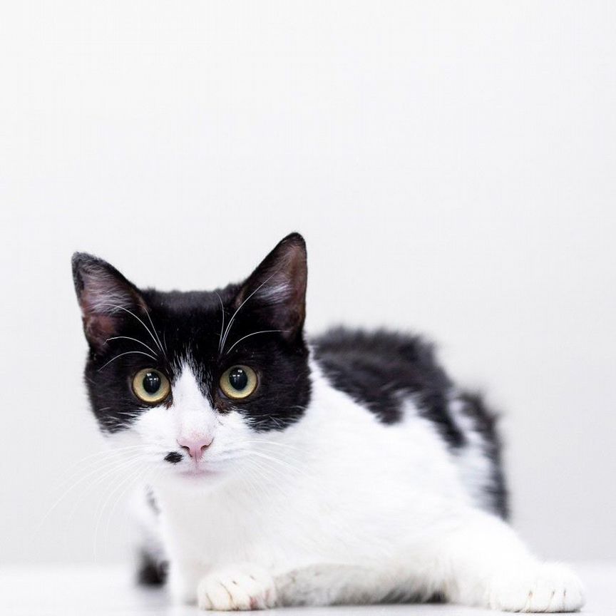 Кошка ищет дом