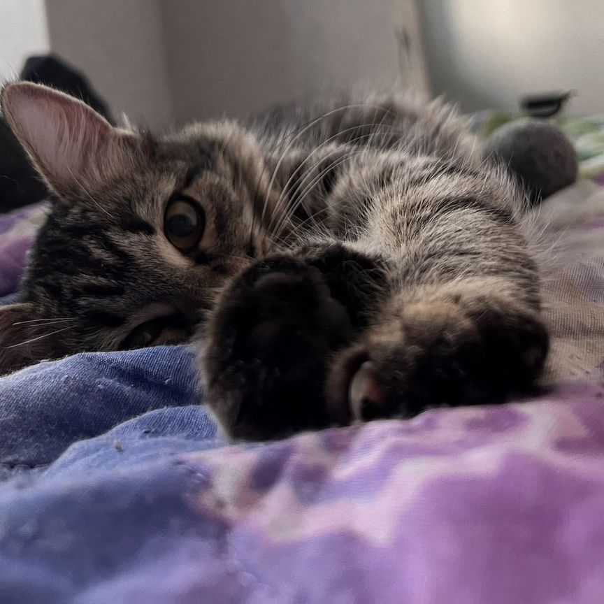 Кошка в добрые руки