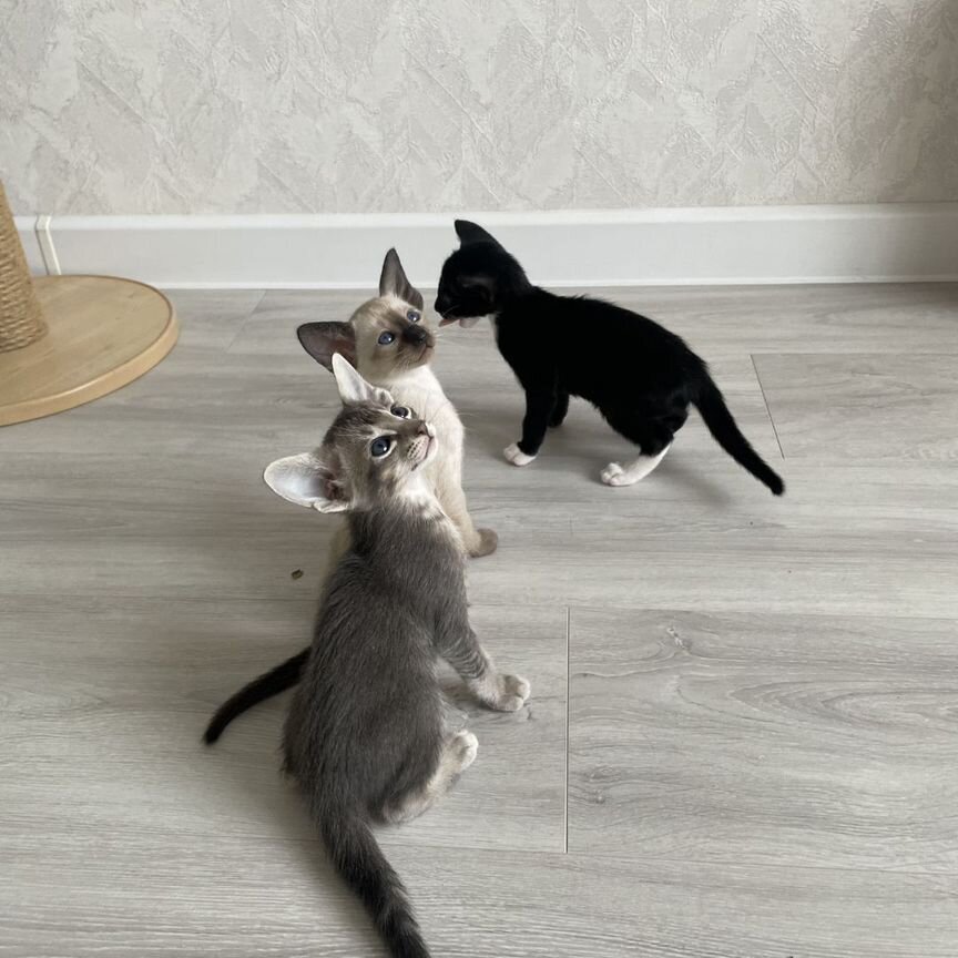 Ориентальные котята