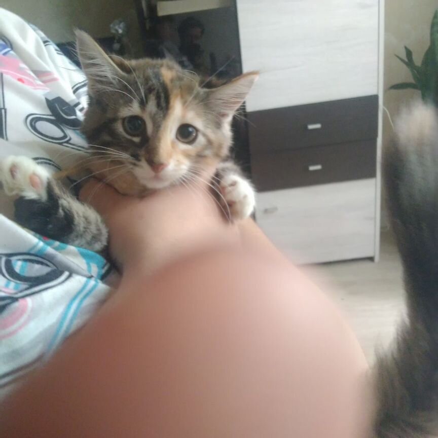 Котята в добрые руки бесплатно
