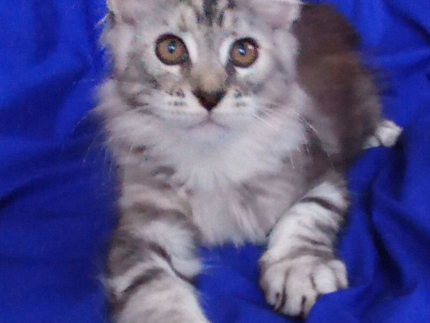 Мейн-кун девочка