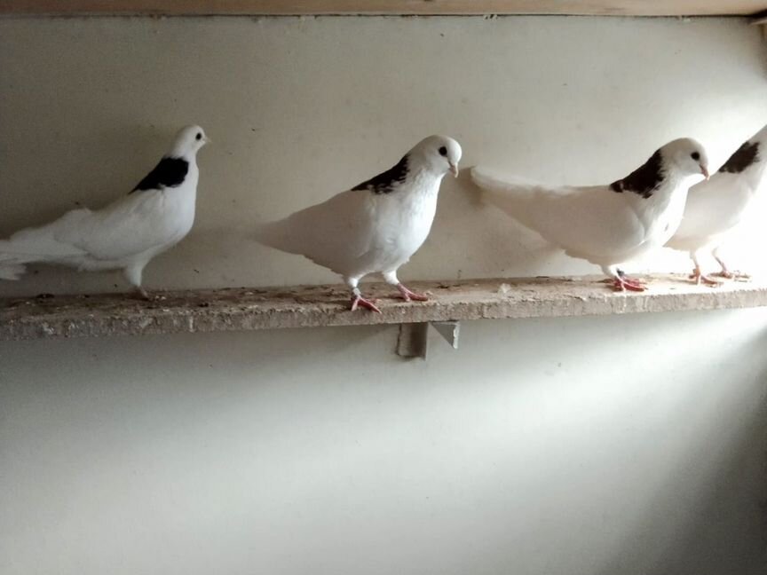 Голуби ижевские высоколетные