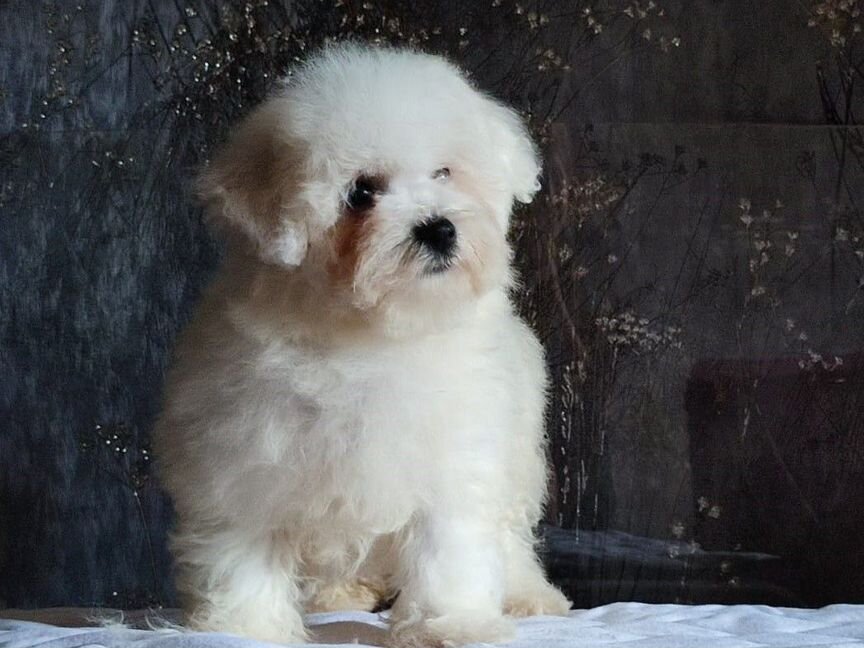 Щенок Бишон фризе