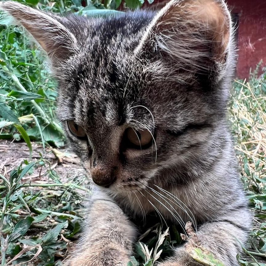 Бесплатно Котенок 1,5-2 мес