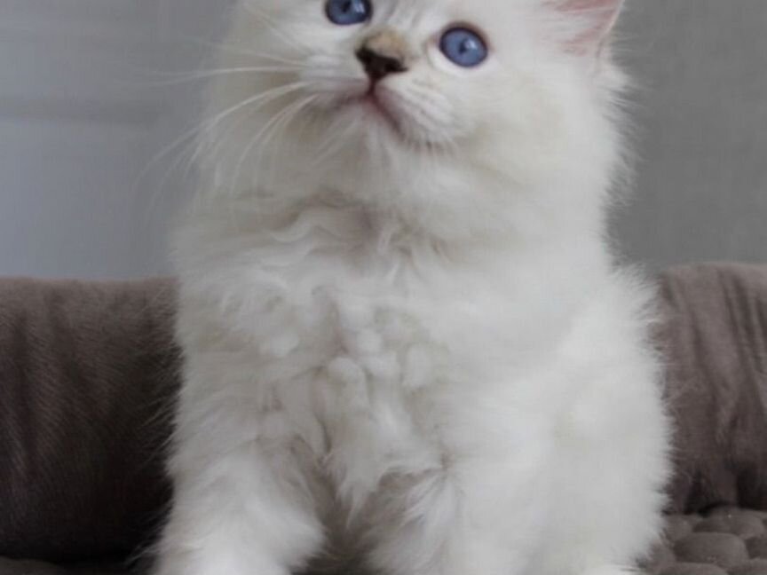 Котята рэгдолл