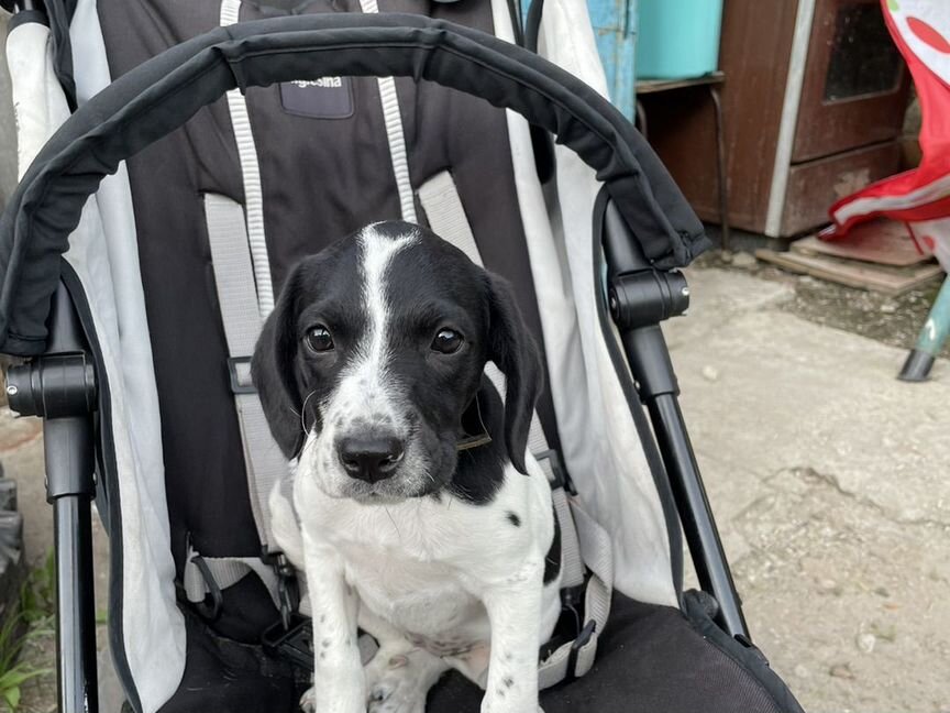 Русский кокер спаниель