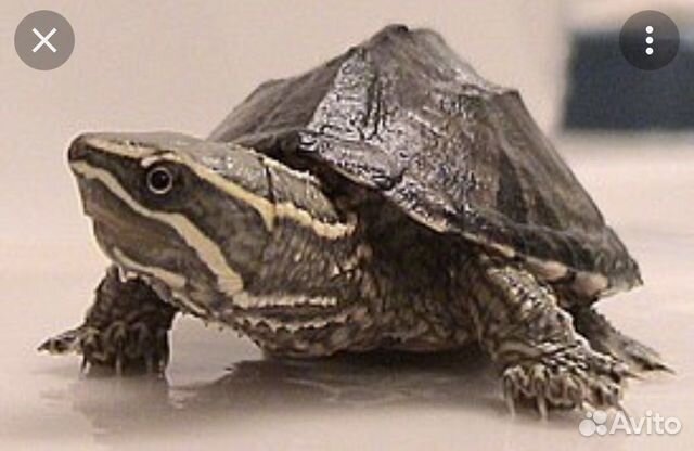 Мускусная черепаха