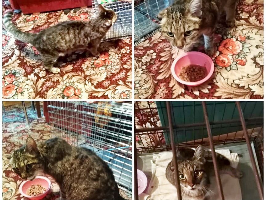 Кошка снова может стать бездомной