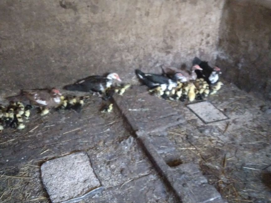 Мускусные утки индоутки индоутята