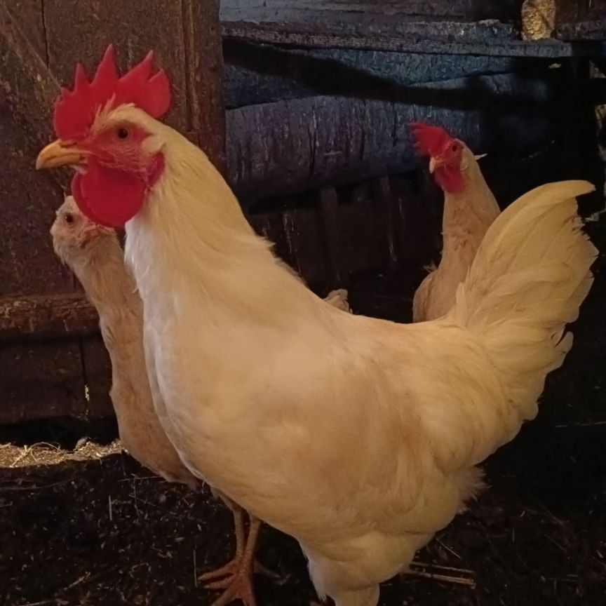 Молодые петухи