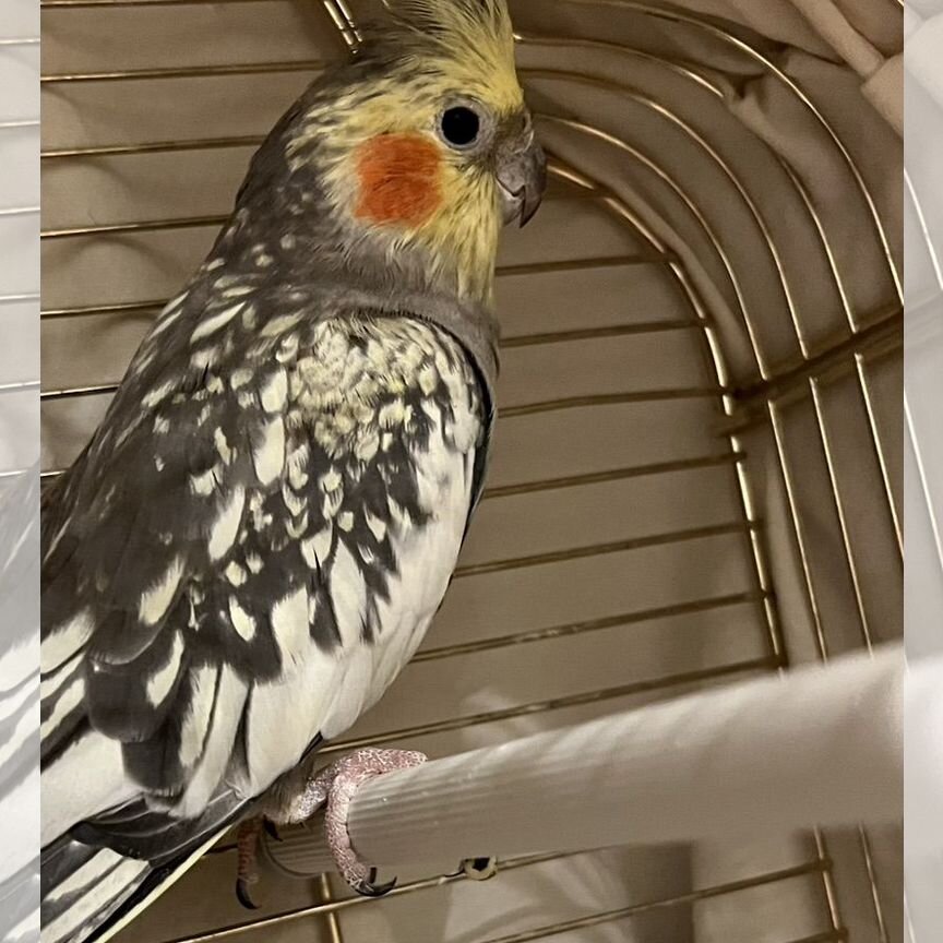 Попугай Корелла с клеткой